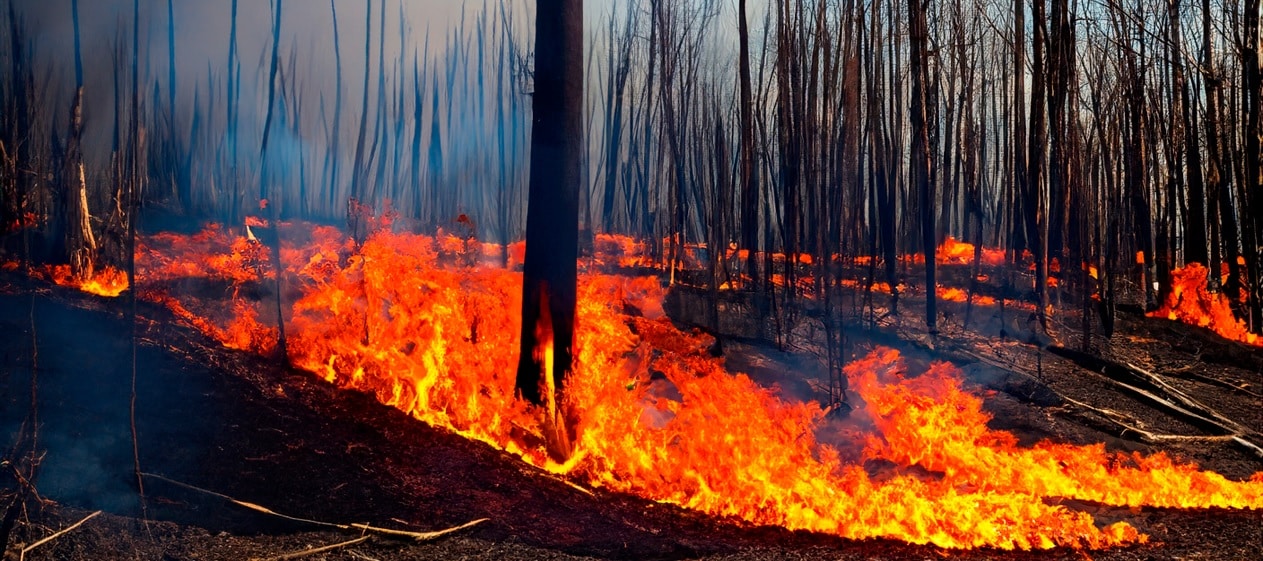 Calamiteit vastgesteld voor bosbranden op Hawaii - Travelpro